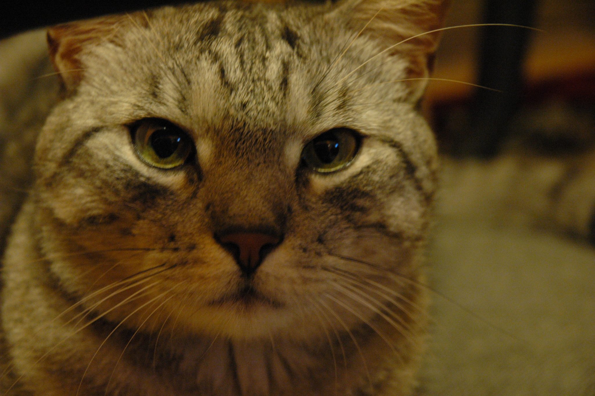 Ian Anderson wittering on about cats - Jethro Tull